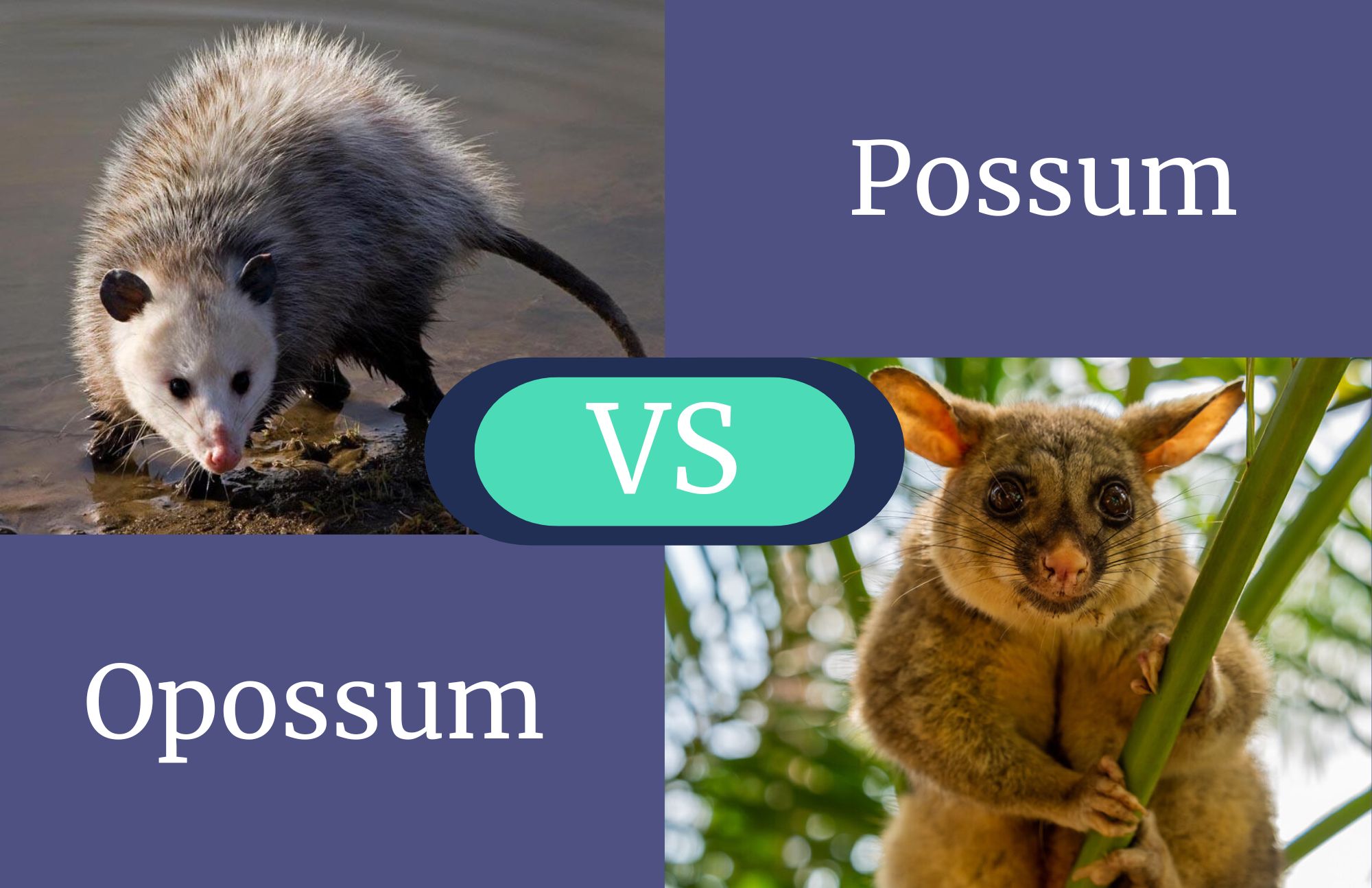 Opossum vs. Possum: Are They Different Animals?