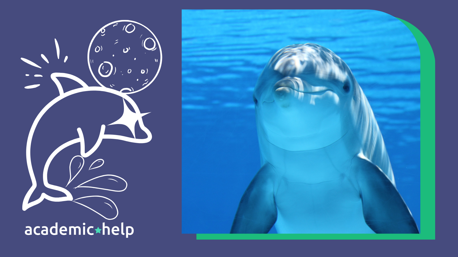 Let’s Set the Record Straight on Are Dolphins Dangerous With AcademicHelp